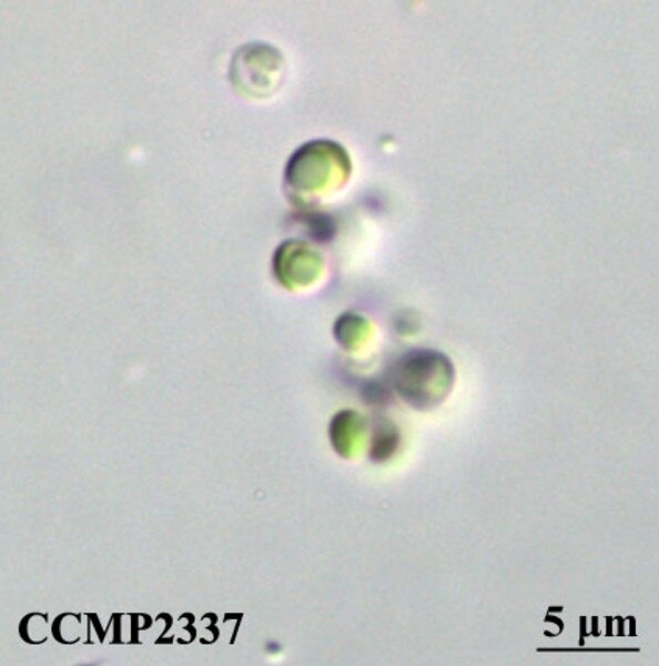 CCMP2337 | NCMA at Bigelow Laboratory