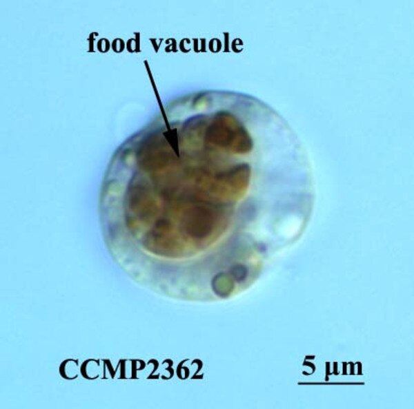 CCMP2362 | NCMA at Bigelow Laboratory