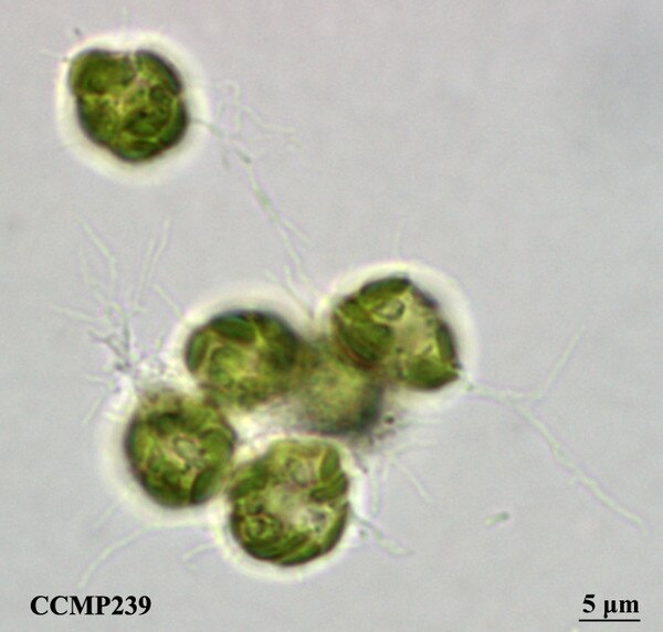 CCMP239 | NCMA at Bigelow Laboratory