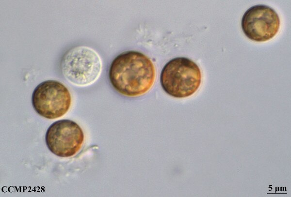 CCMP2428 | NCMA at Bigelow Laboratory
