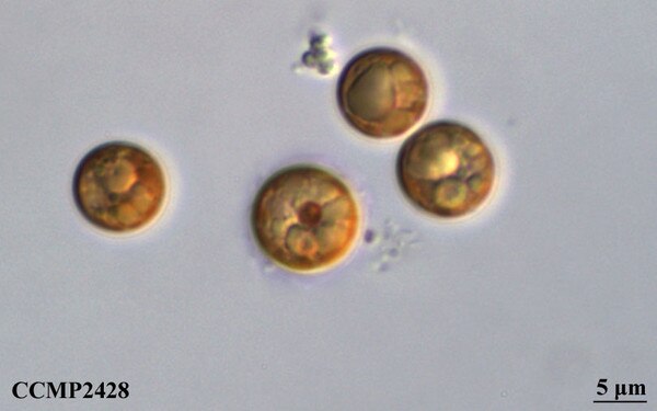 CCMP2428 | NCMA at Bigelow Laboratory