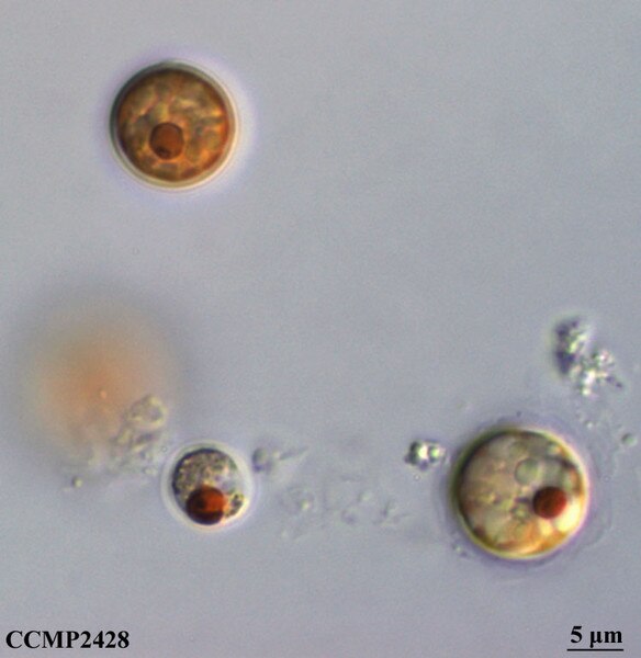 CCMP2428 | NCMA at Bigelow Laboratory