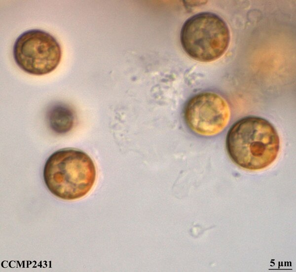 CCMP2431 | NCMA at Bigelow Laboratory
