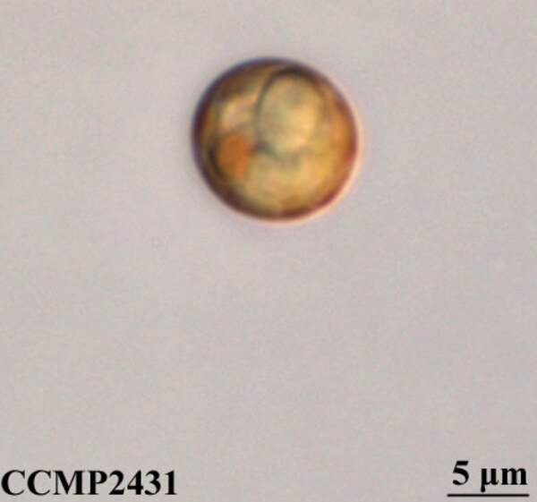 CCMP2431 | NCMA at Bigelow Laboratory
