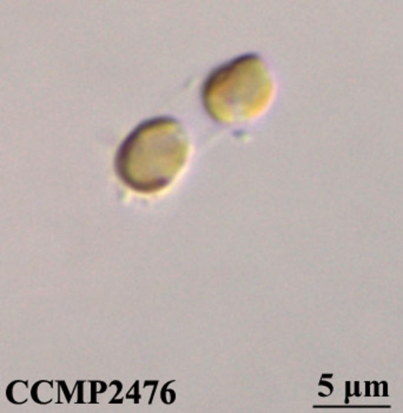CCMP2476 | NCMA at Bigelow Laboratory