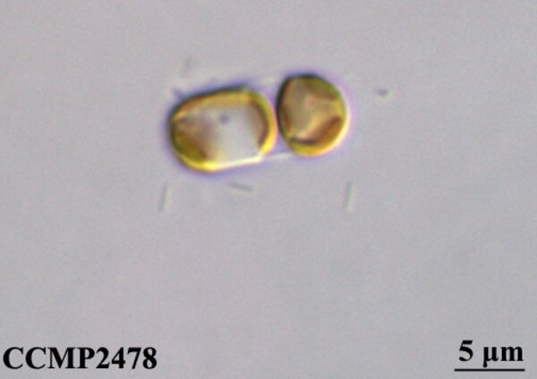 CCMP2478 | NCMA at Bigelow Laboratory