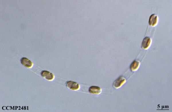 CCMP2481 | NCMA at Bigelow Laboratory