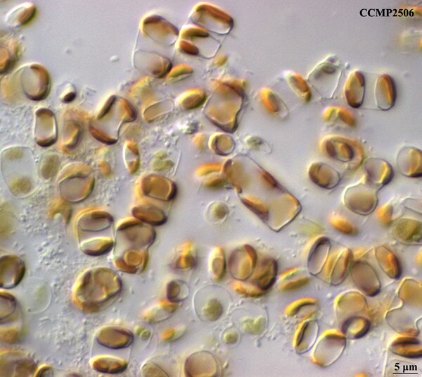 CCMP2506 | NCMA at Bigelow Laboratory