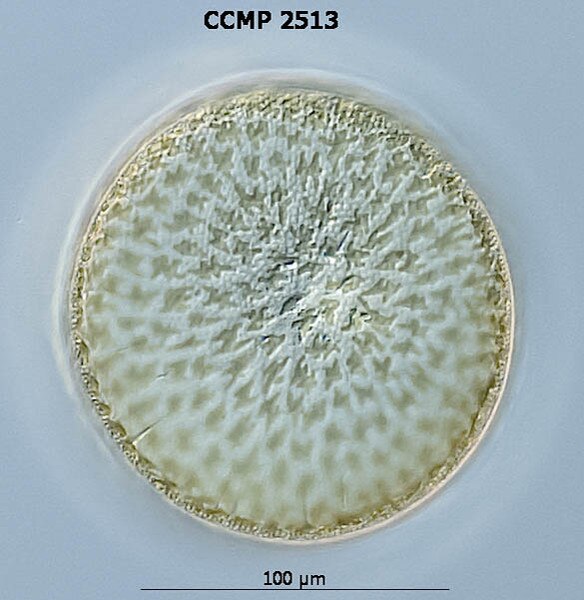 CCMP353 | NCMA at Bigelow Laboratory