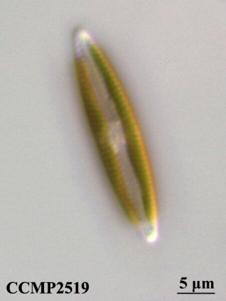 CCMP2519 | NCMA at Bigelow Laboratory