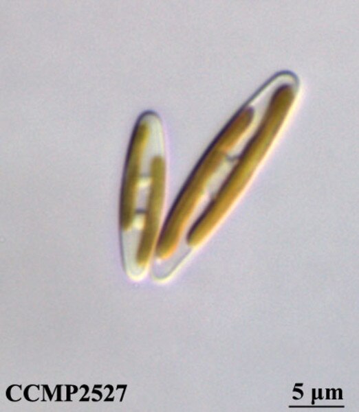 CCMP2527 | NCMA at Bigelow Laboratory