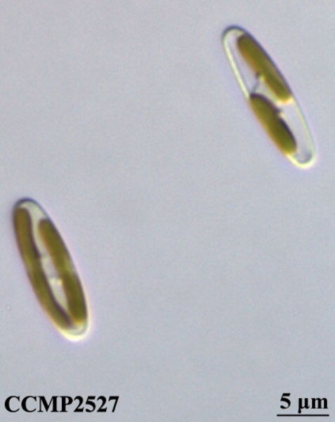 CCMP2527 | NCMA at Bigelow Laboratory