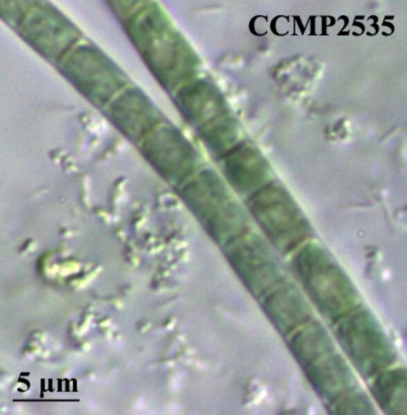 CCMP2535 | NCMA at Bigelow Laboratory