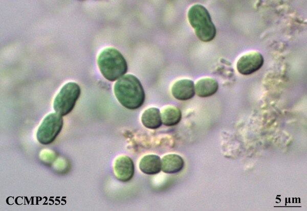 CCMP2555 | NCMA at Bigelow Laboratory