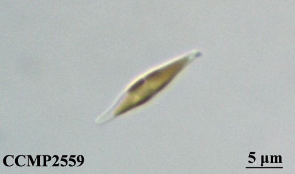 CCMP2559 | NCMA at Bigelow Laboratory