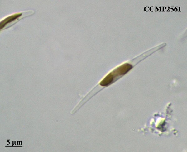 CCMP2709 | NCMA at Bigelow Laboratory