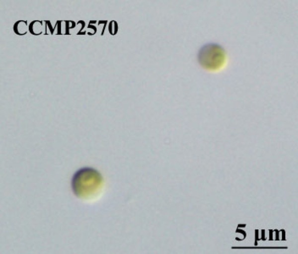 CCMP2570 | NCMA at Bigelow Laboratory