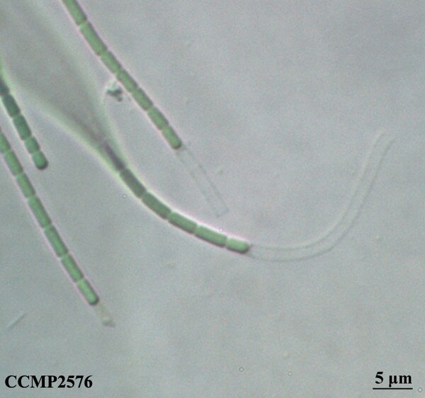 CCMP2576 | NCMA at Bigelow Laboratory
