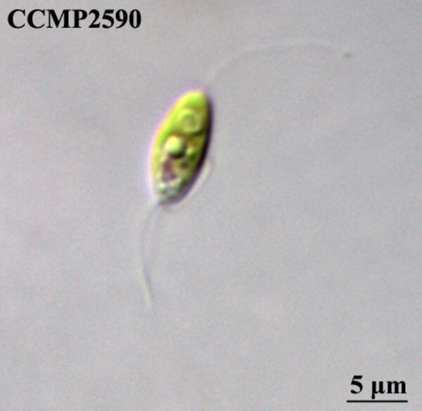 CCMP3471 | NCMA at Bigelow Laboratory