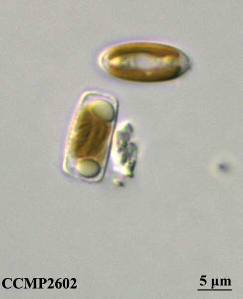 CCMP2602 | NCMA at Bigelow Laboratory