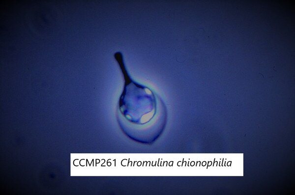 CCMP261 | NCMA at Bigelow Laboratory