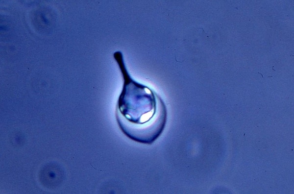 CCMP261 | NCMA at Bigelow Laboratory