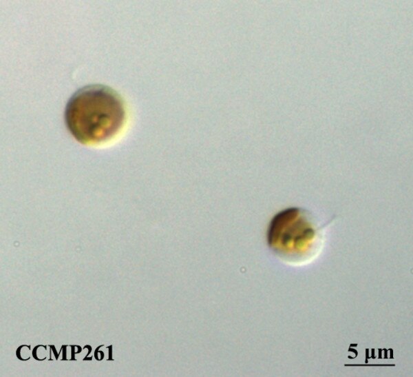 CCMP261 | NCMA at Bigelow Laboratory