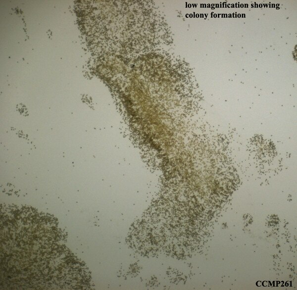 CCMP261 | NCMA at Bigelow Laboratory