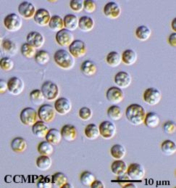 CCMP261 | NCMA at Bigelow Laboratory