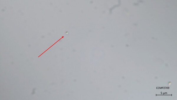 CCMP1051 | NCMA at Bigelow Laboratory