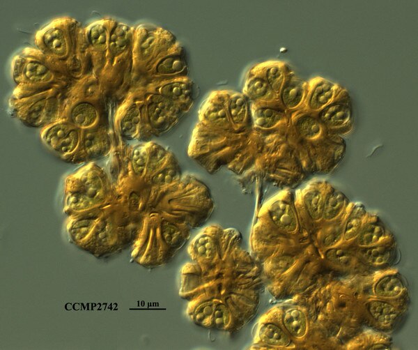 CCMP2742 | NCMA at Bigelow Laboratory