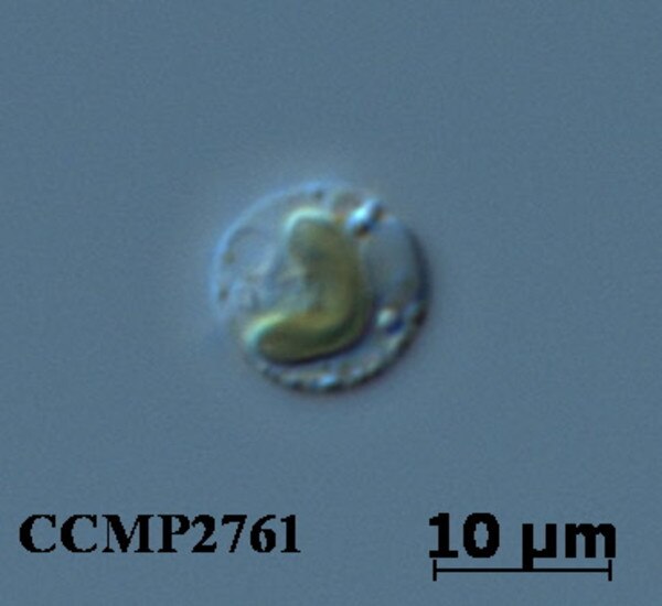 CCMP2761 | NCMA at Bigelow Laboratory