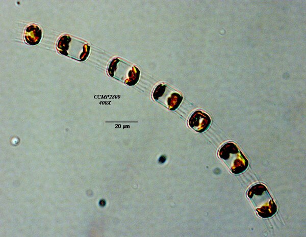 CCMP2800 | NCMA at Bigelow Laboratory