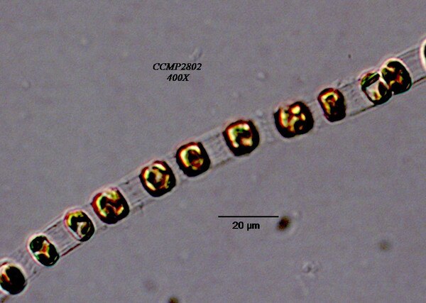 CCMP2802 | NCMA at Bigelow Laboratory