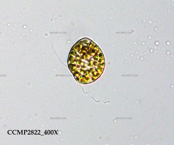 CCMP2822 | NCMA at Bigelow Laboratory