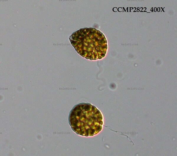 CCMP2822 | NCMA at Bigelow Laboratory