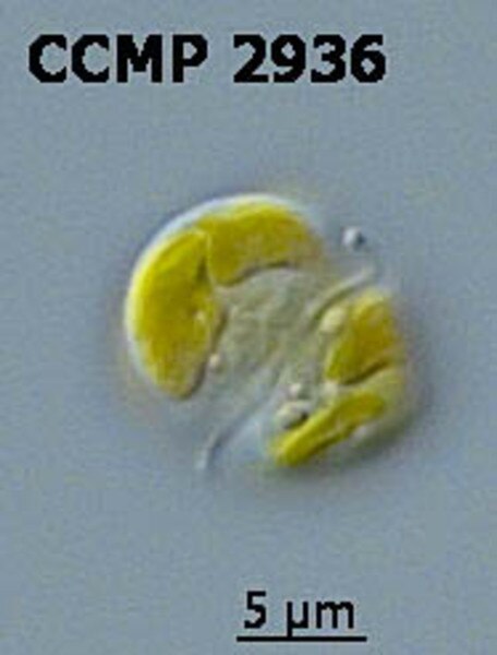 CCMP2936 | NCMA at Bigelow Laboratory