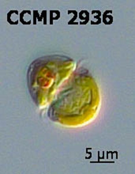 CCMP2936 | NCMA at Bigelow Laboratory