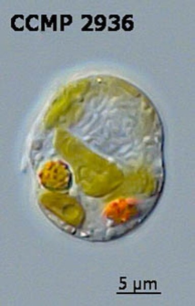 CCMP2936 | NCMA at Bigelow Laboratory