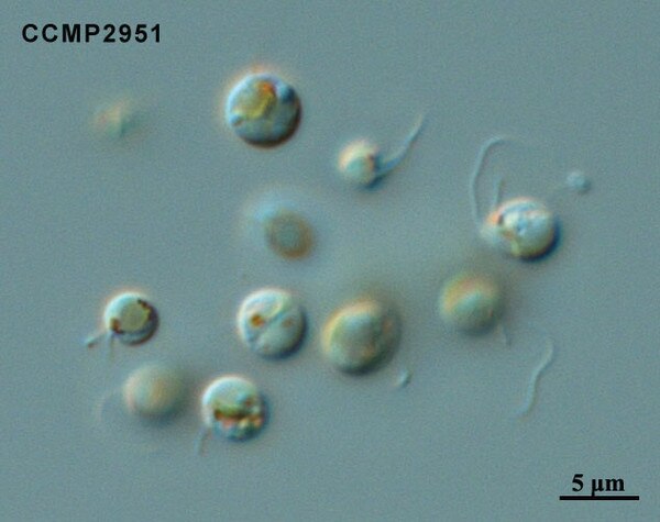 CCMP2951 | NCMA at Bigelow Laboratory