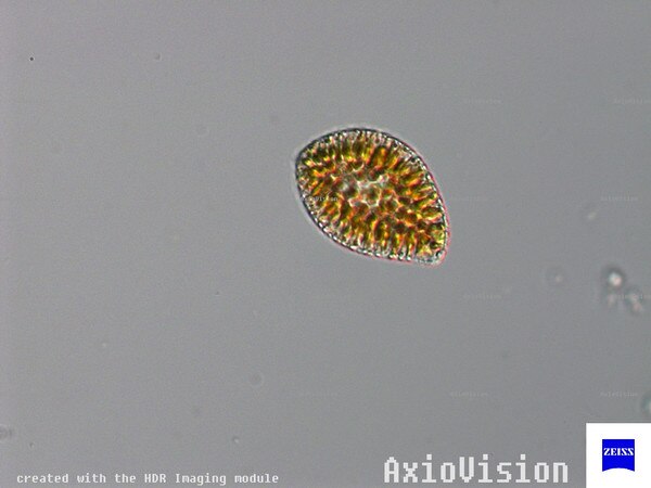 CCMP2962 | NCMA at Bigelow Laboratory