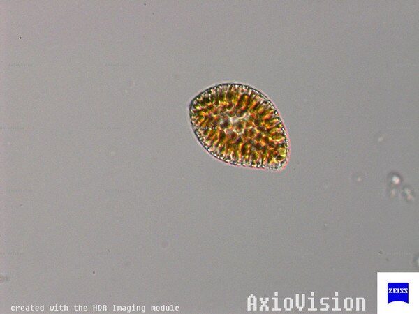 CCMP2962 | NCMA at Bigelow Laboratory