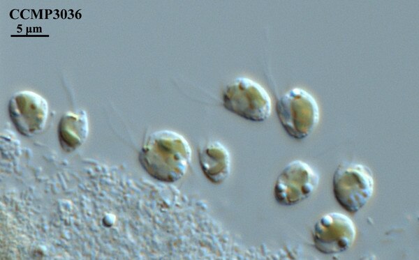 CCMP269 | NCMA at Bigelow Laboratory