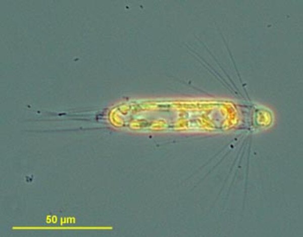 CCMP307 | NCMA at Bigelow Laboratory