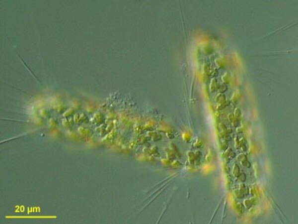 CCMP307 | NCMA at Bigelow Laboratory