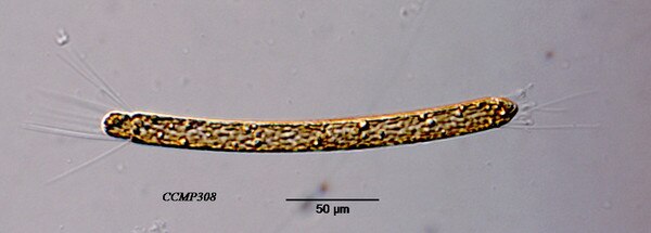 CCMP308 | NCMA at Bigelow Laboratory