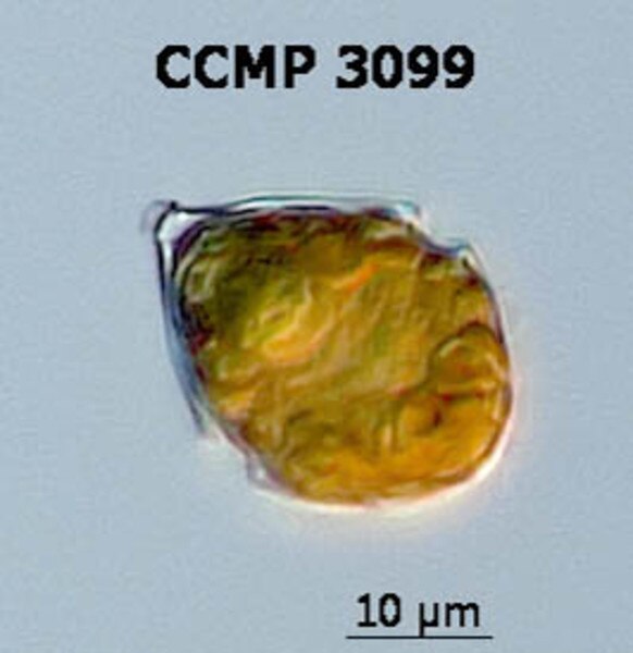 CCMP125 | NCMA at Bigelow Laboratory