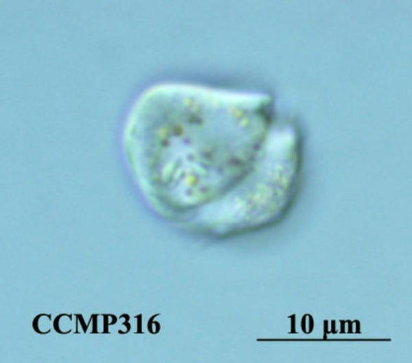 CCMP316 | NCMA at Bigelow Laboratory