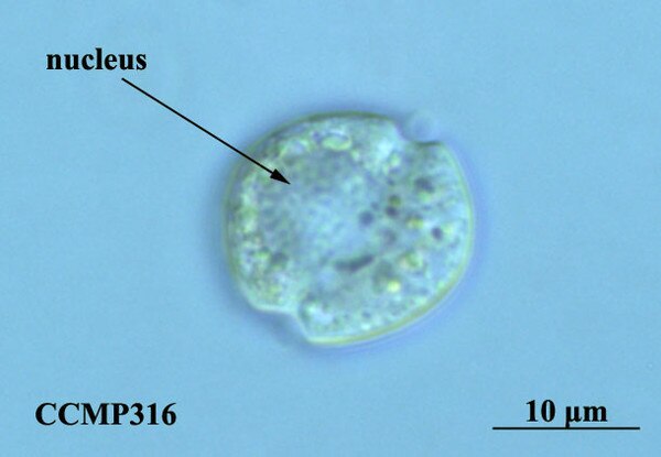 CCMP316 | NCMA at Bigelow Laboratory