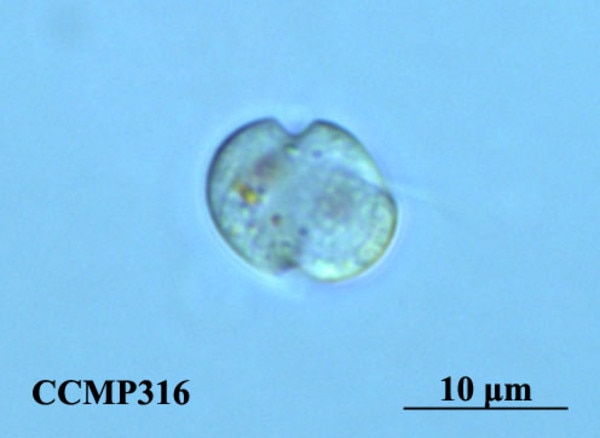 CCMP316 | NCMA at Bigelow Laboratory